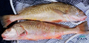 Ministério da Pesca institui Grupo de Trabalho da Corvina